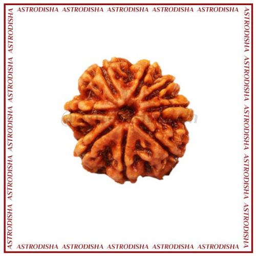 8 Mukhi / Eight Face / Ganesh Rudraksha [Ruthratcham] - Astrodisha